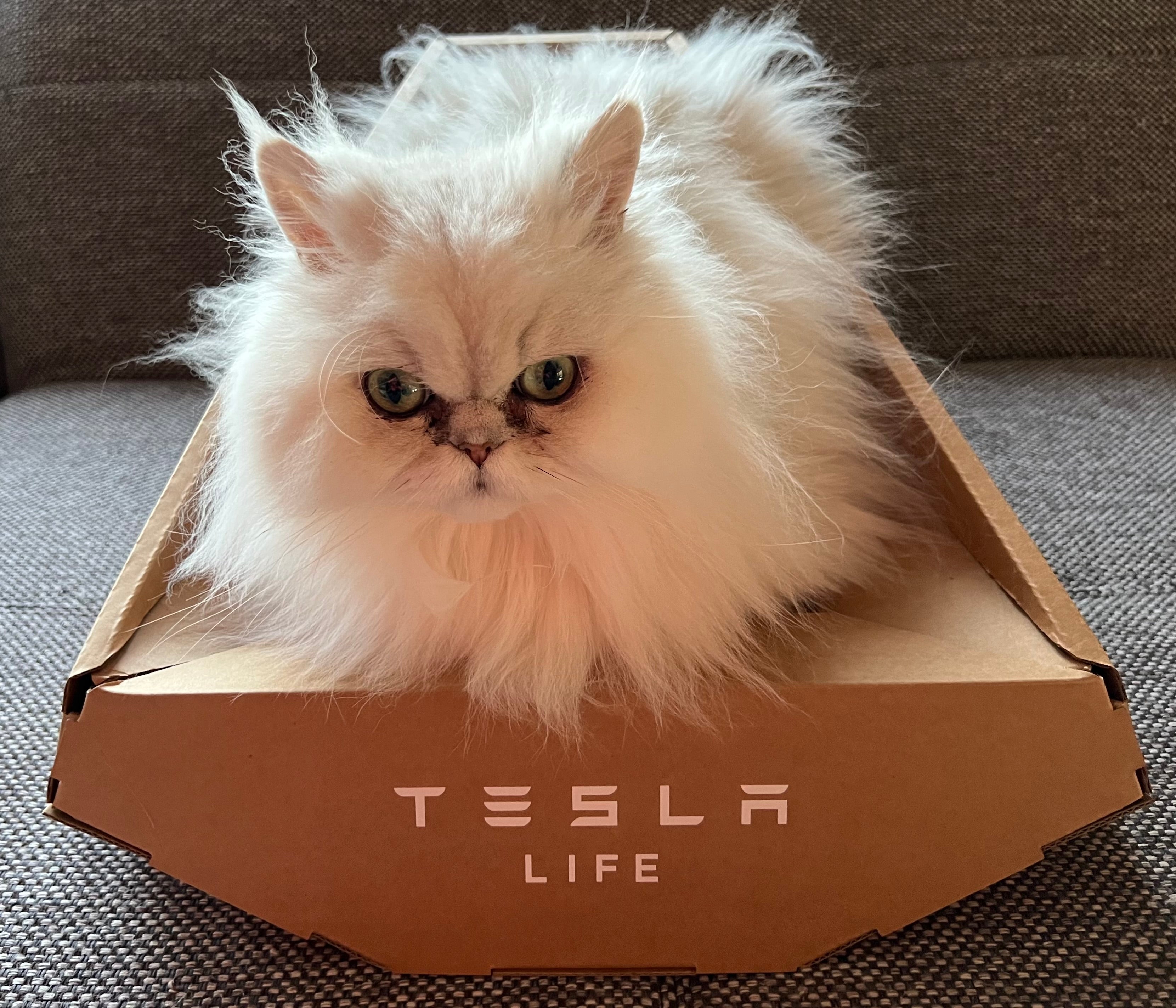 Original Tesla Cybertruck Katzenbett – Custom Tesla